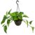 Pothos in vaso Basket 14 cm - AMDGarden