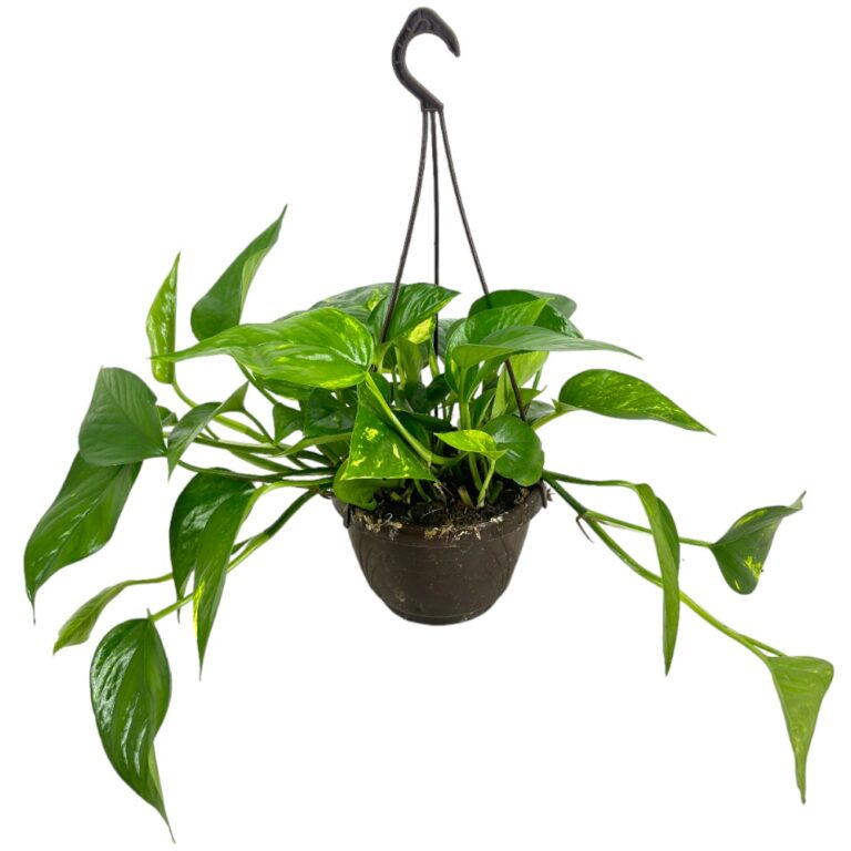 Pothos in vaso Basket 14 cm - AMDGarden