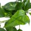 Pothos in vaso Basket 14 cm - AMDGarden